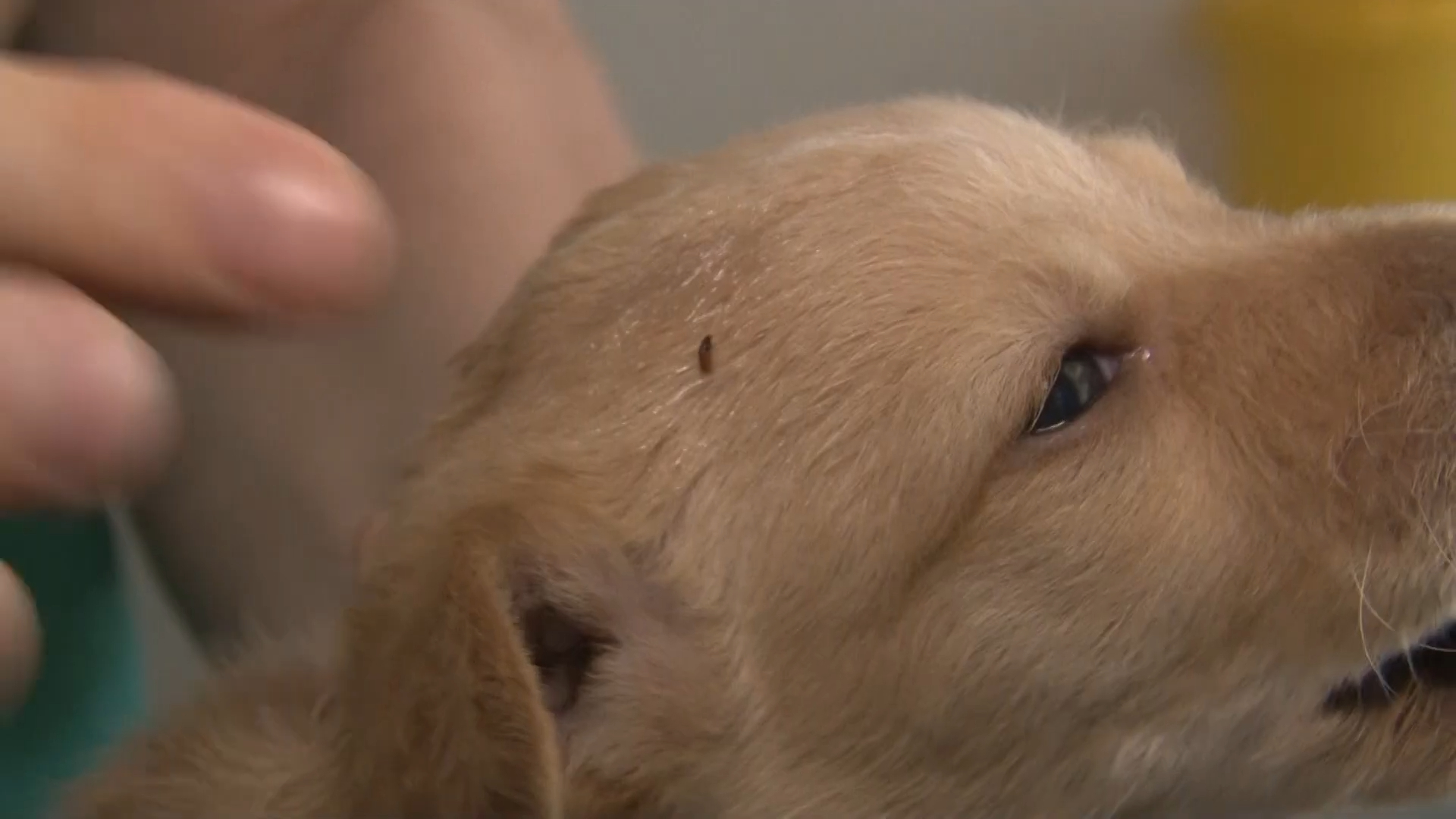 Kako se rešiti buva u kući? Metode za uklanjanje i prevenciju
