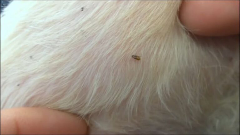 Kako se rešiti buva u kući? Metode za uklanjanje i prevenciju